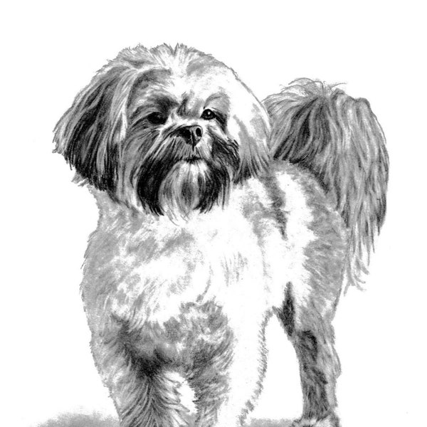 Lhasa Apso Drawing - Etsy