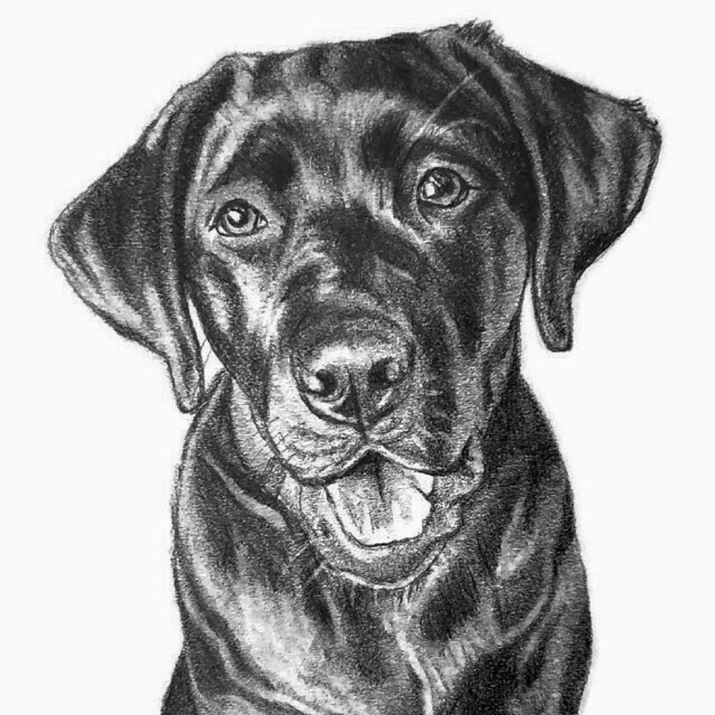 Small Pencil Pet Portrait - Etsy