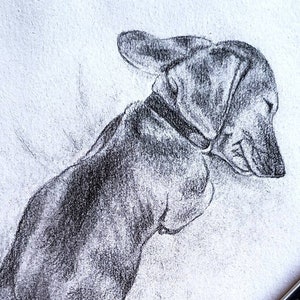 6x8" Hand Drawn Pet Portrait of Doxie/dachshund Puppy Sleeping Graphite ...