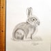 8x10" Bunny Rabbit Sweet Animal Graphite Pencil Hand Sketched Drawing ...
