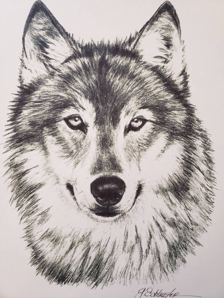 Grey Wolf Art Print, Hand-drawn Pencil Sketch - Etsy