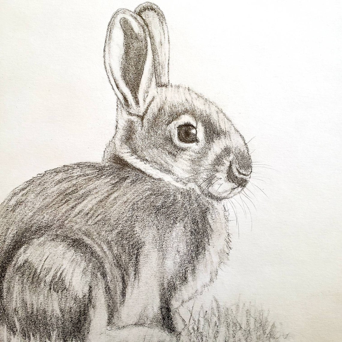 8x10 Bunny Rabbit Sweet Animal Graphite Pencil Hand | Etsy