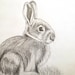 8x10" Bunny Rabbit Sweet Animal Graphite Pencil Hand Sketched Drawing ...