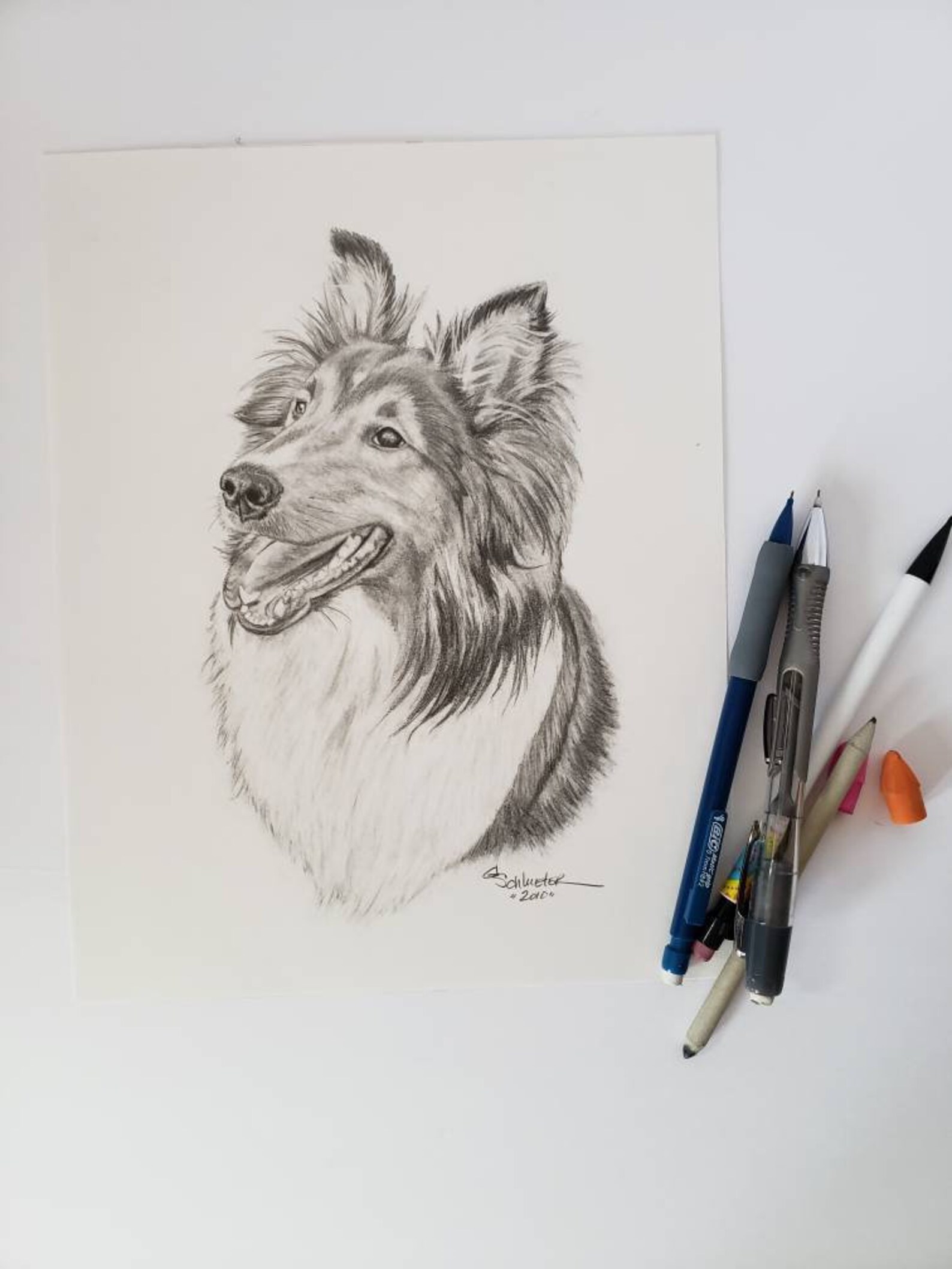 Print of Hand Drawn Sketch of Shetland Sheepdog Art Pet | Etsy