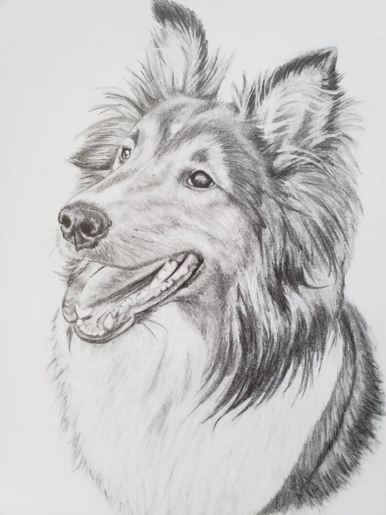 Print of Hand Drawn Sketch of Shetland Sheepdog Art Pet - Etsy