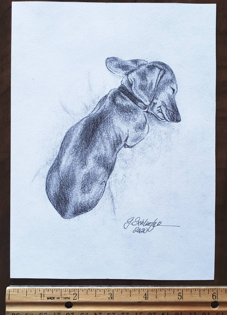 6x8 Hand Drawn Pet Portrait of Doxie/Dachshund Puppy | Etsy