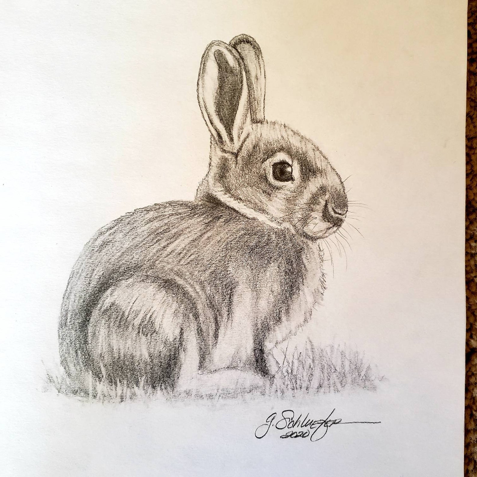 8x10" Bunny Rabbit Sweet Animal Graphite Pencil Hand Sketched Drawing ...