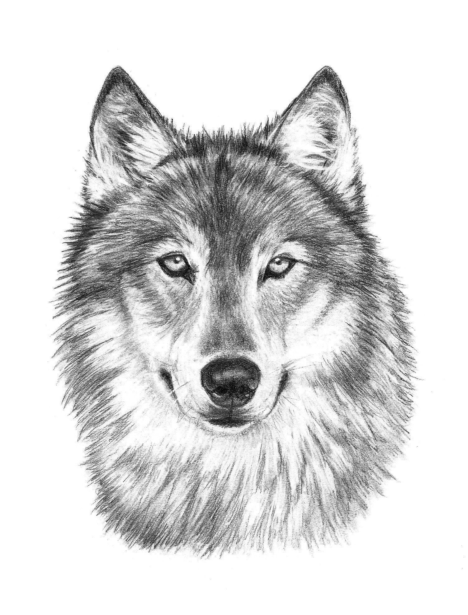 Print of Hand Drawn Grey Wolf Art Print Sketch of Dog Pencil Pet ...