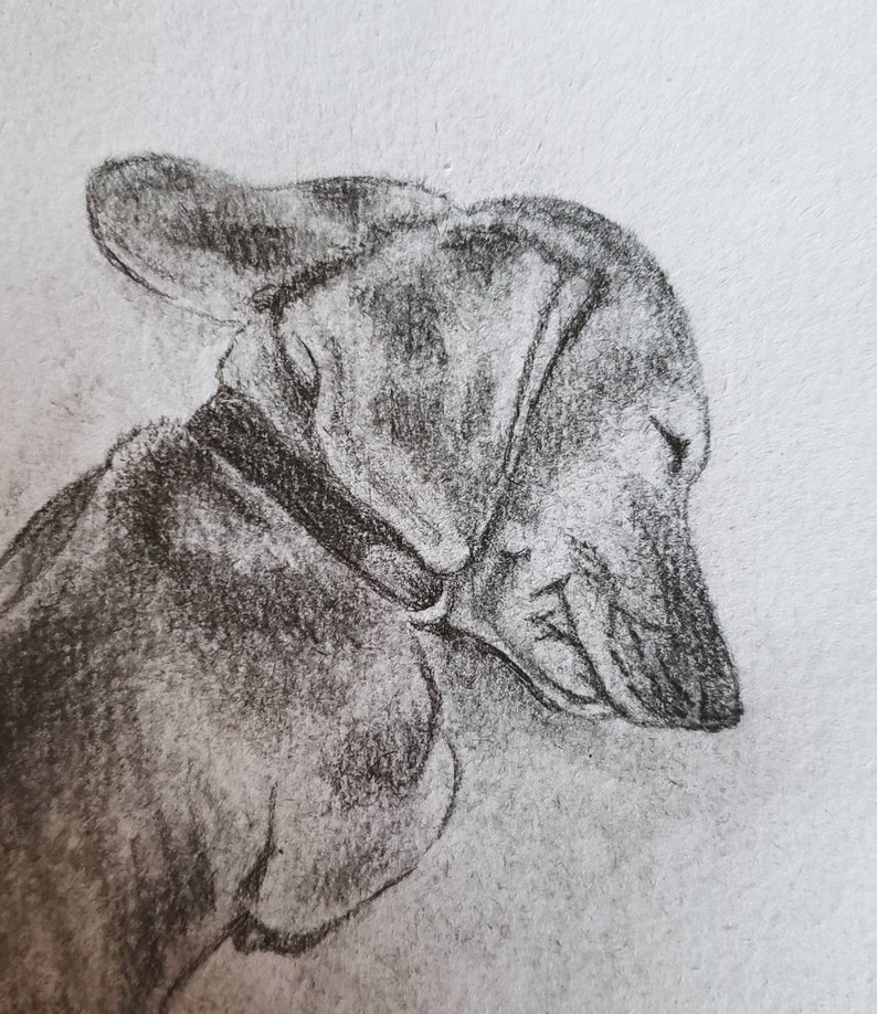 6x8 Hand Drawn Pet Portrait of Doxie/Dachshund Puppy | Etsy