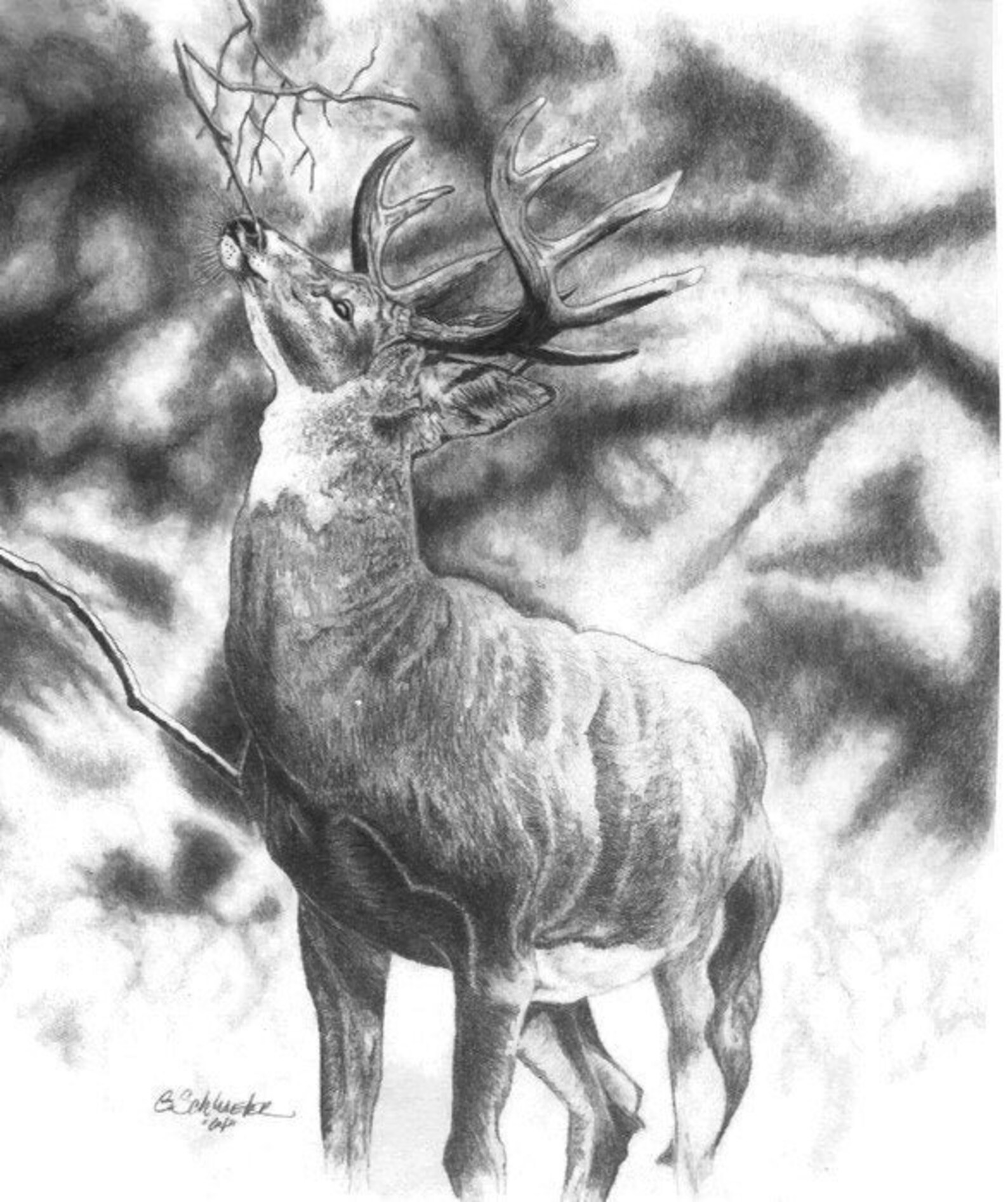 8x10 Print/copy of Hand Drawn Realistic Sketch Buck Whitetail | Etsy