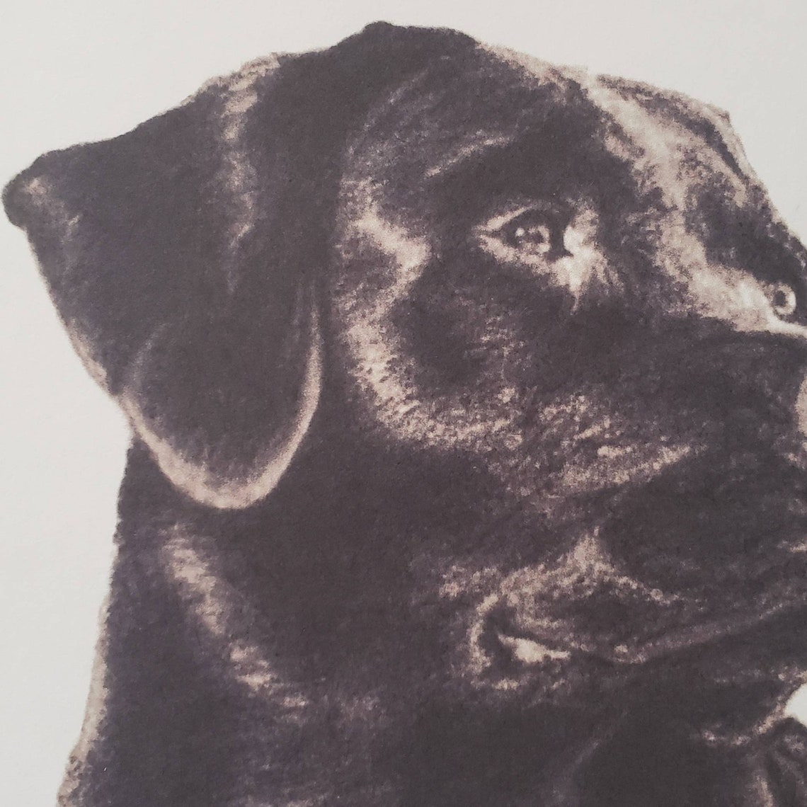 Printable Black Labrador Retriever Dog Art Graphite Pencil - Etsy