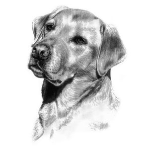 8x10 Pencil Pet Portrait Print of Yellow Labrador Retriever Copy of ...