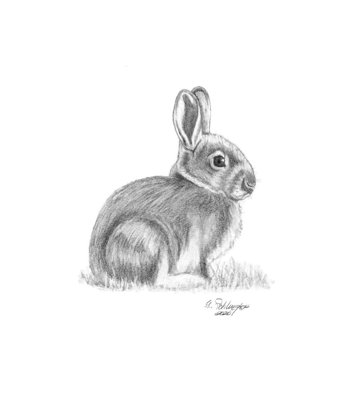 8x10" Bunny Rabbit Sweet Animal Graphite Pencil Hand Sketched Drawing ...