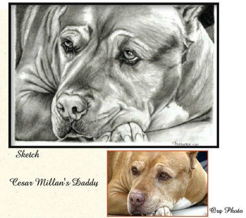 8x10 Dog Memorial Custom Pet Portrait Dog Drawing Pencil | Etsy