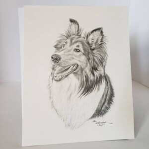 Print of Hand Drawn Sketch of Shetland Sheepdog Art Pet Portrait Dog ...