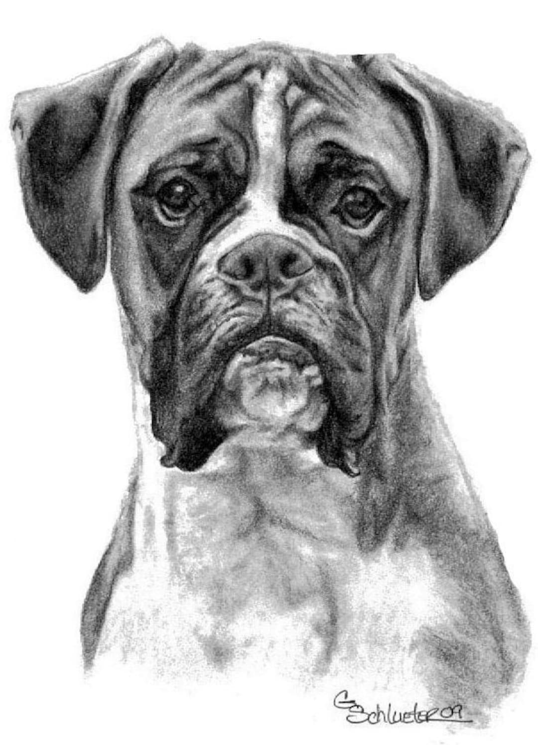 Boxer Dog Black & White Print Copy of Hand Drawn Original Pencil ...