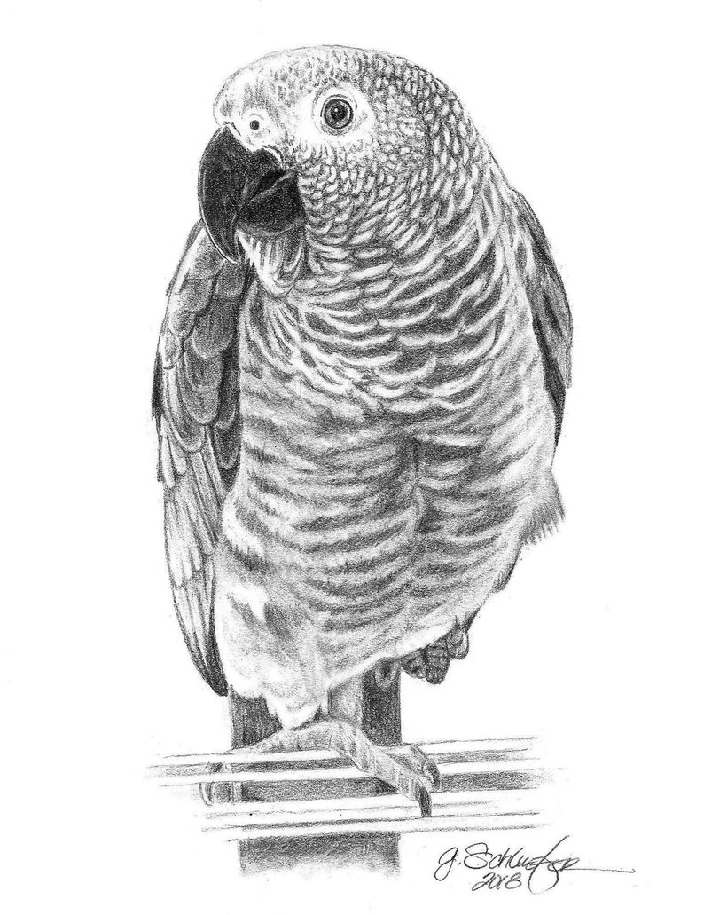 African Grey Parrot Custom Pet Portrait Crazy Bird Lady Gifts Exotic ...