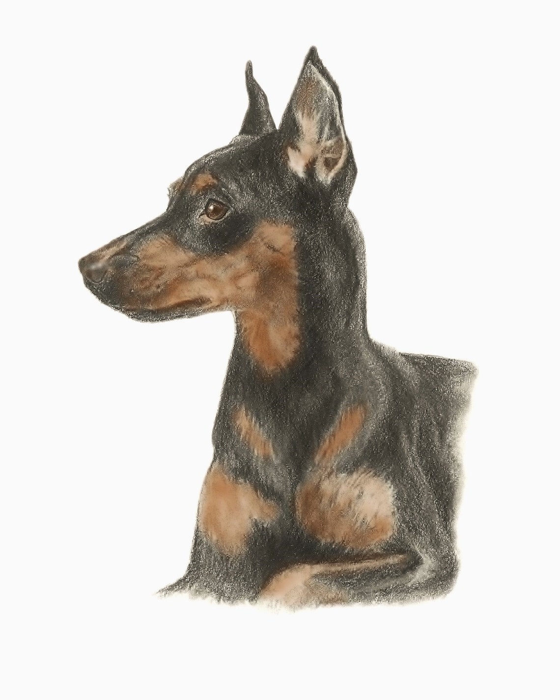 5x7 or 8x10 Min Pin/miniature Pinscher Dog Drawing Art - Etsy