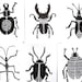 3 LINOCUT PRINTS Set of 3 Block Print Insects 8x10 Bugs Entomology ...