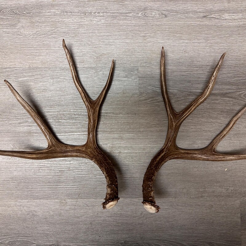 Real Antlers - Etsy