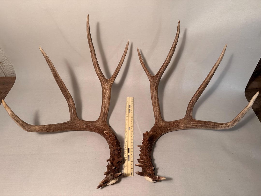 Large Typical Mule Deer Antler Set With Unique Gnarled Bases - Etsy