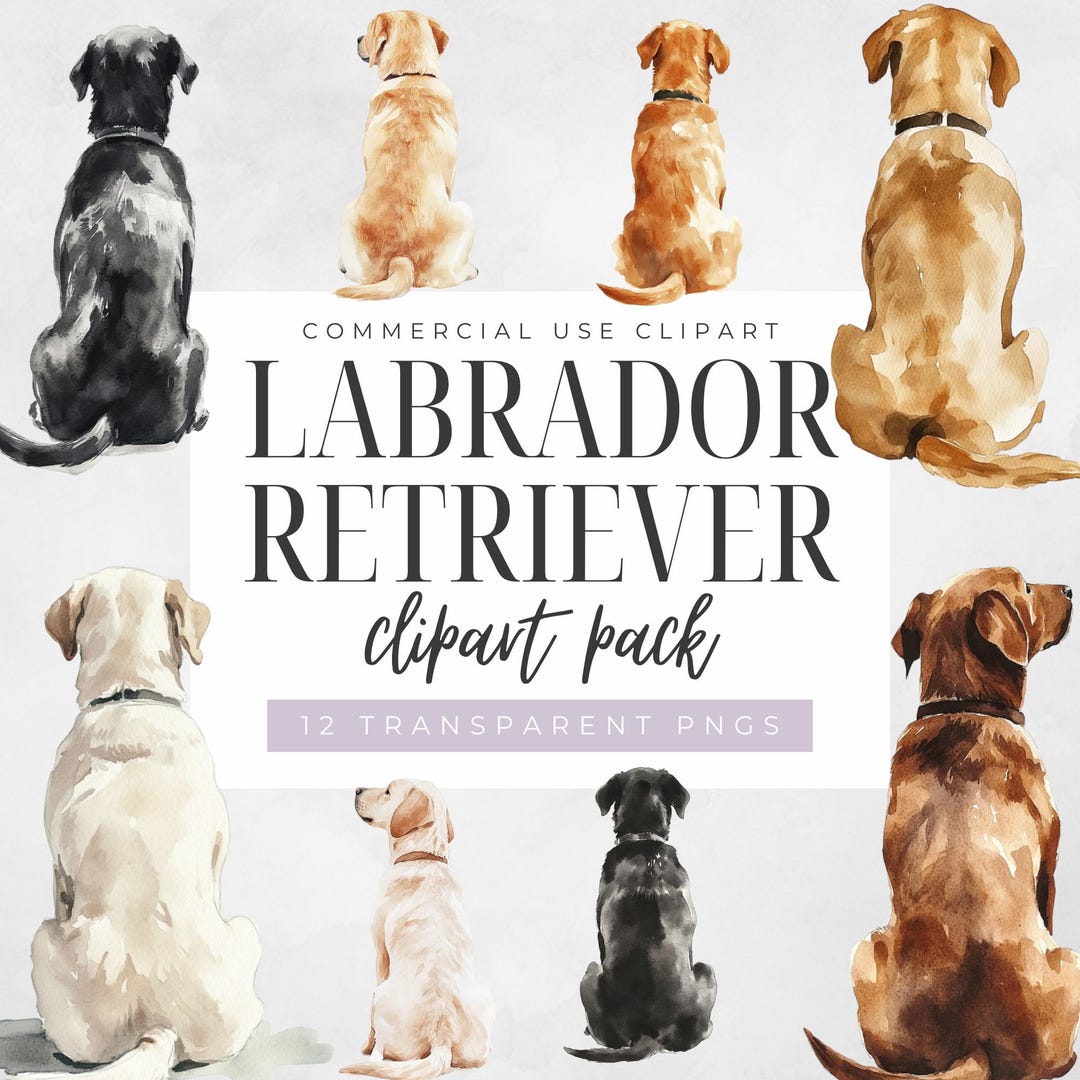 Labrador Retriever From Back Clipart, Transparent Png, Realistic Dog ...
