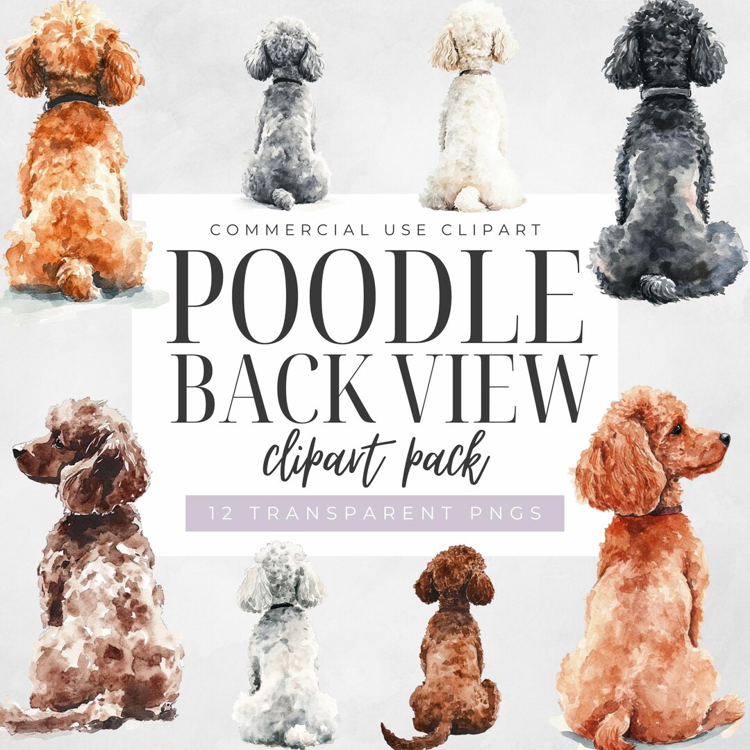 Standard Poodle Clipart, Cute Dogs From Back Transparent Png, Realistic ...