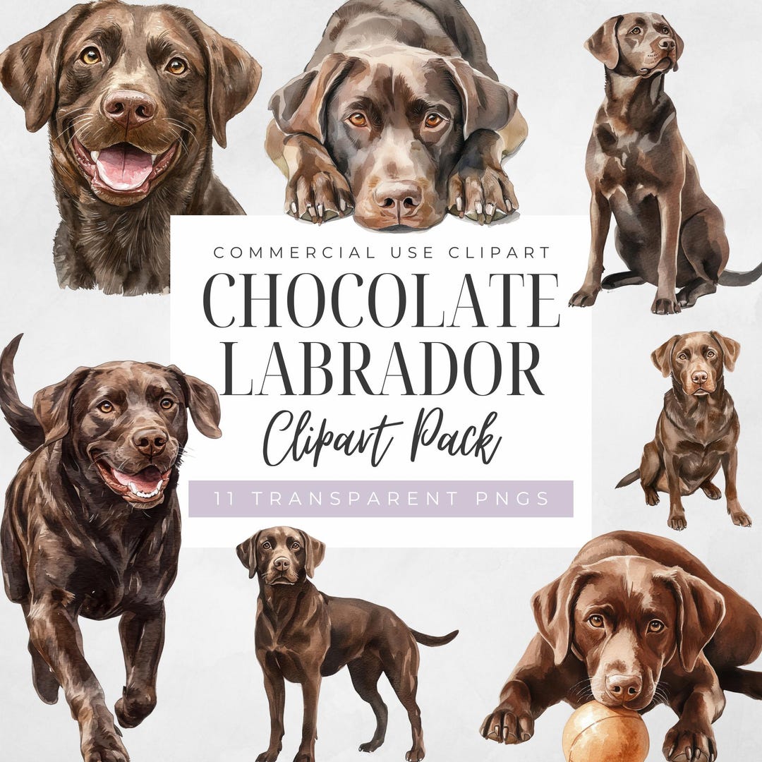 Chocolate Lab Watercolor Clipart, Transparent Png, Realistic Dog Breeds ...