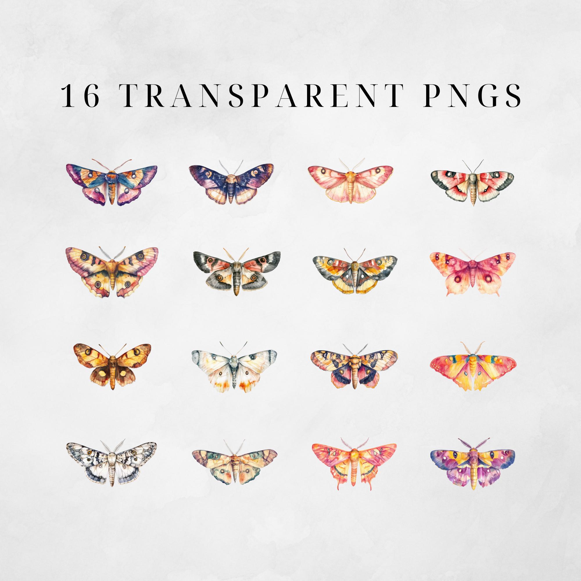 Watercolor Moths Clipart, Digital Download, Bugs Clip Art, Commercial ...