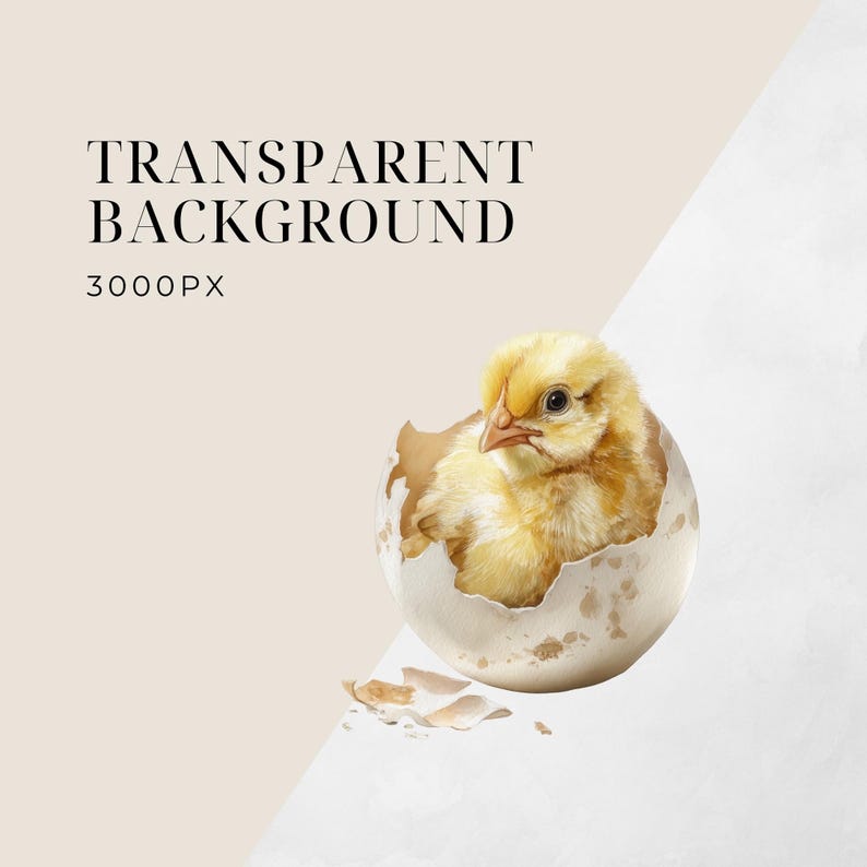 Chicken Life Cycle Clipart, Farm Animal PNG, Hen Chick Egg, Growth ...