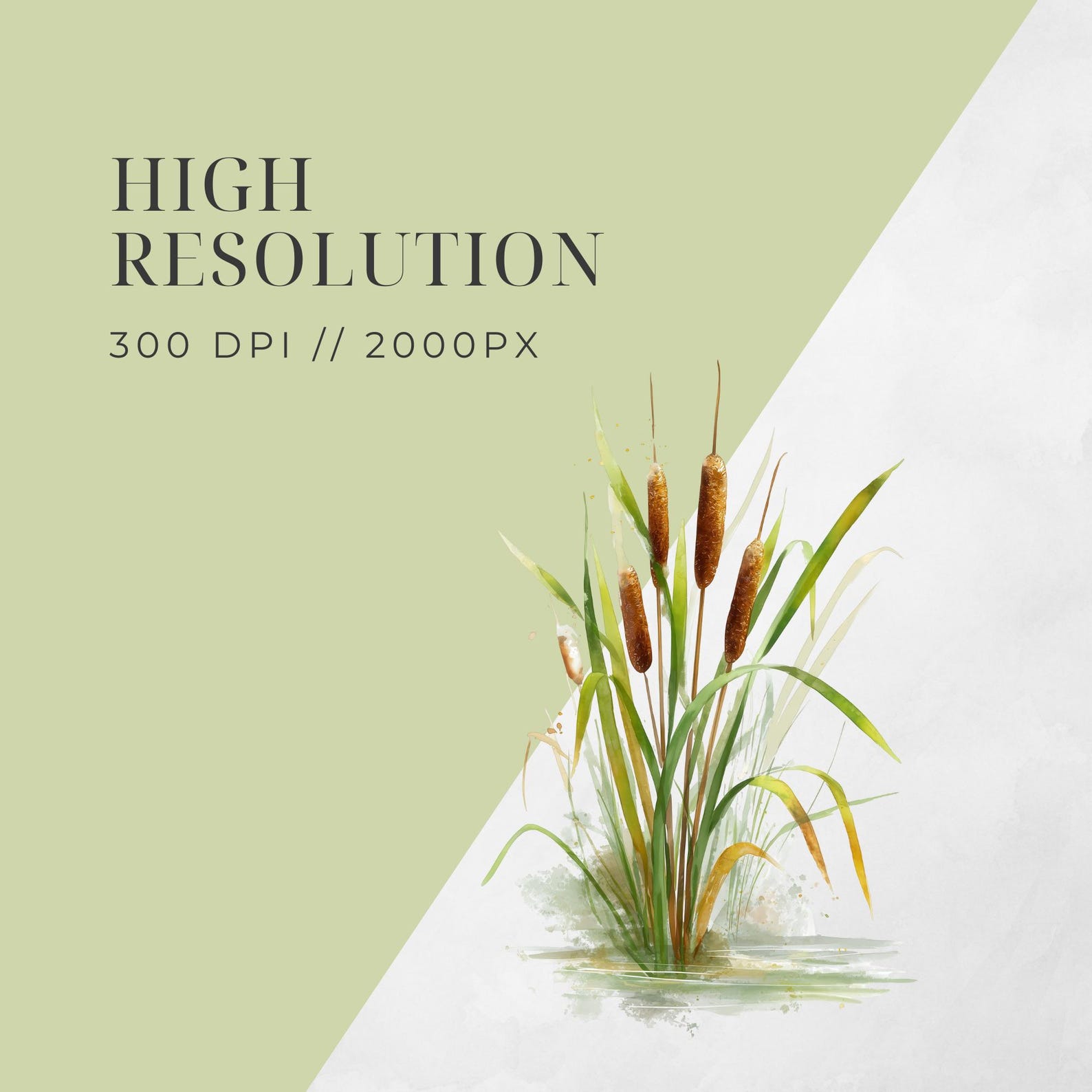 Cattails Clipart, Bulrush, Reedmace, Plant Watercolor Illustrations ...