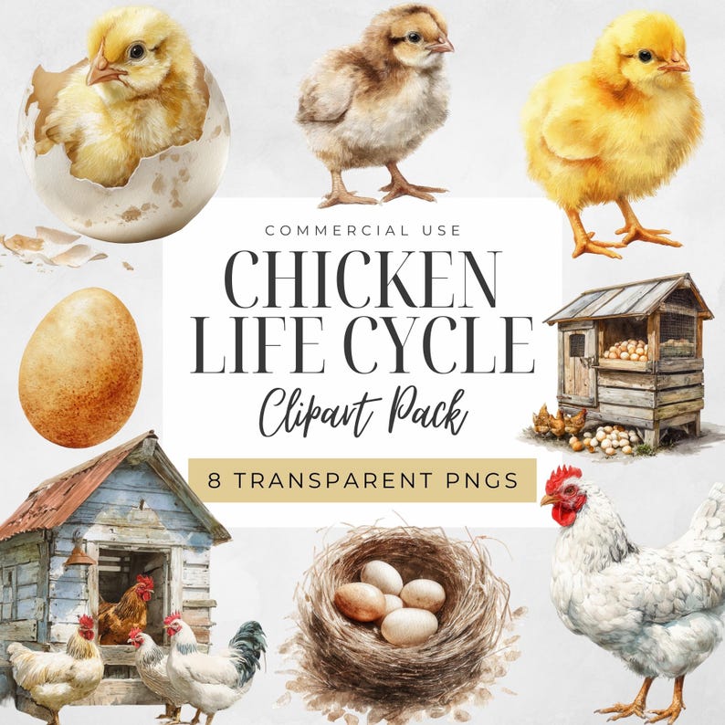 Chicken Life Cycle Clipart, Farm Animal PNG, Hen Chick Egg, Growth ...