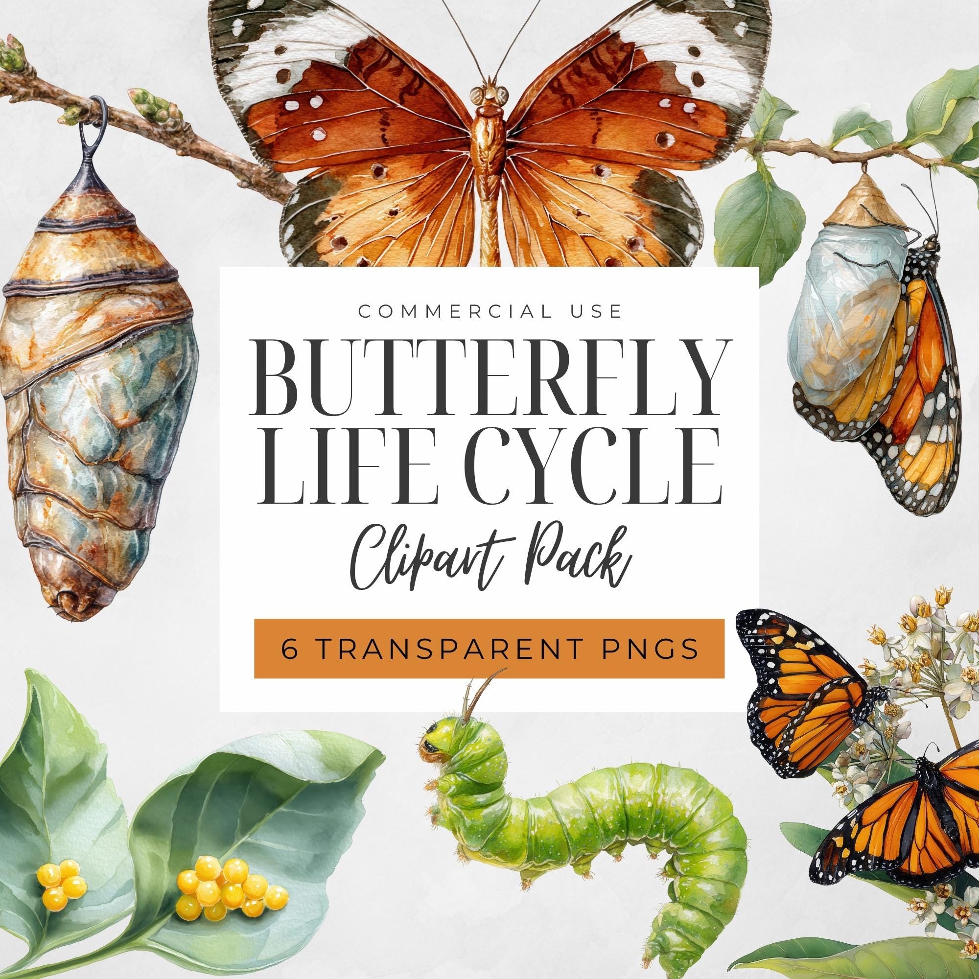 Butterfly Life Cycle Clipart, Caterpillar, Eggs, Chrysalis, Insect PNG ...