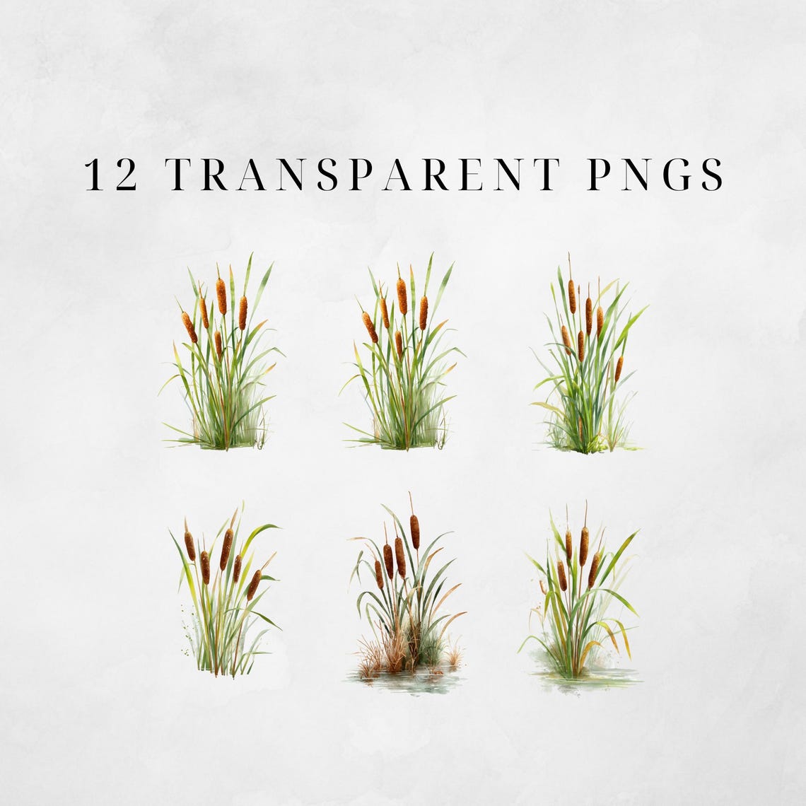 Cattails Clipart, Bulrush, Reedmace, Plant Watercolor Illustrations ...