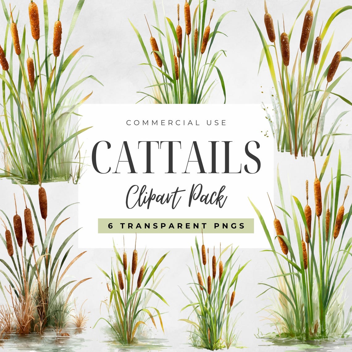 Cattails Clipart, Bulrush, Reedmace, Plant Watercolor Illustrations ...
