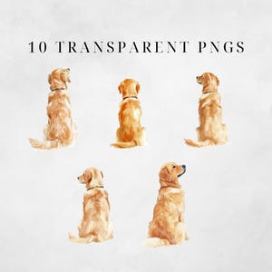 Golden Retriever From Back Clipart, Transparent Png, Realistic Dog ...