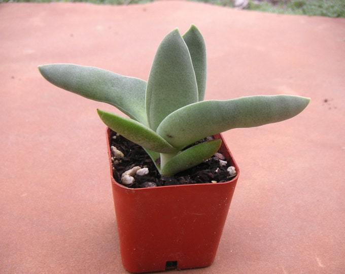 PROPELLER PLANT, CRASSULA FALCATA SUCCULENT - Etsy