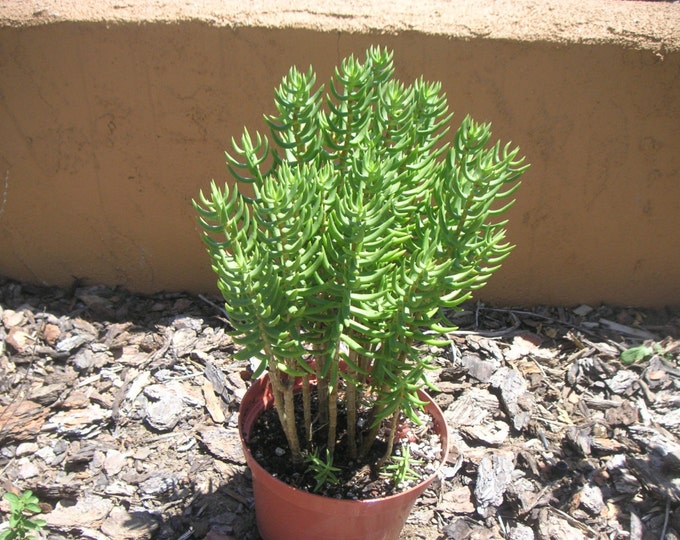 MINI PINE TREE SUCCULENT, CRASSULA TETRAGONA, Large Plant - Etsy