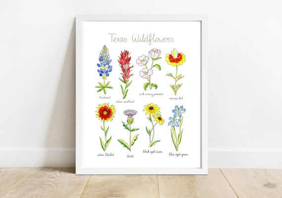 Texas Wildflower Watercolor Art Print - Etsy Australia