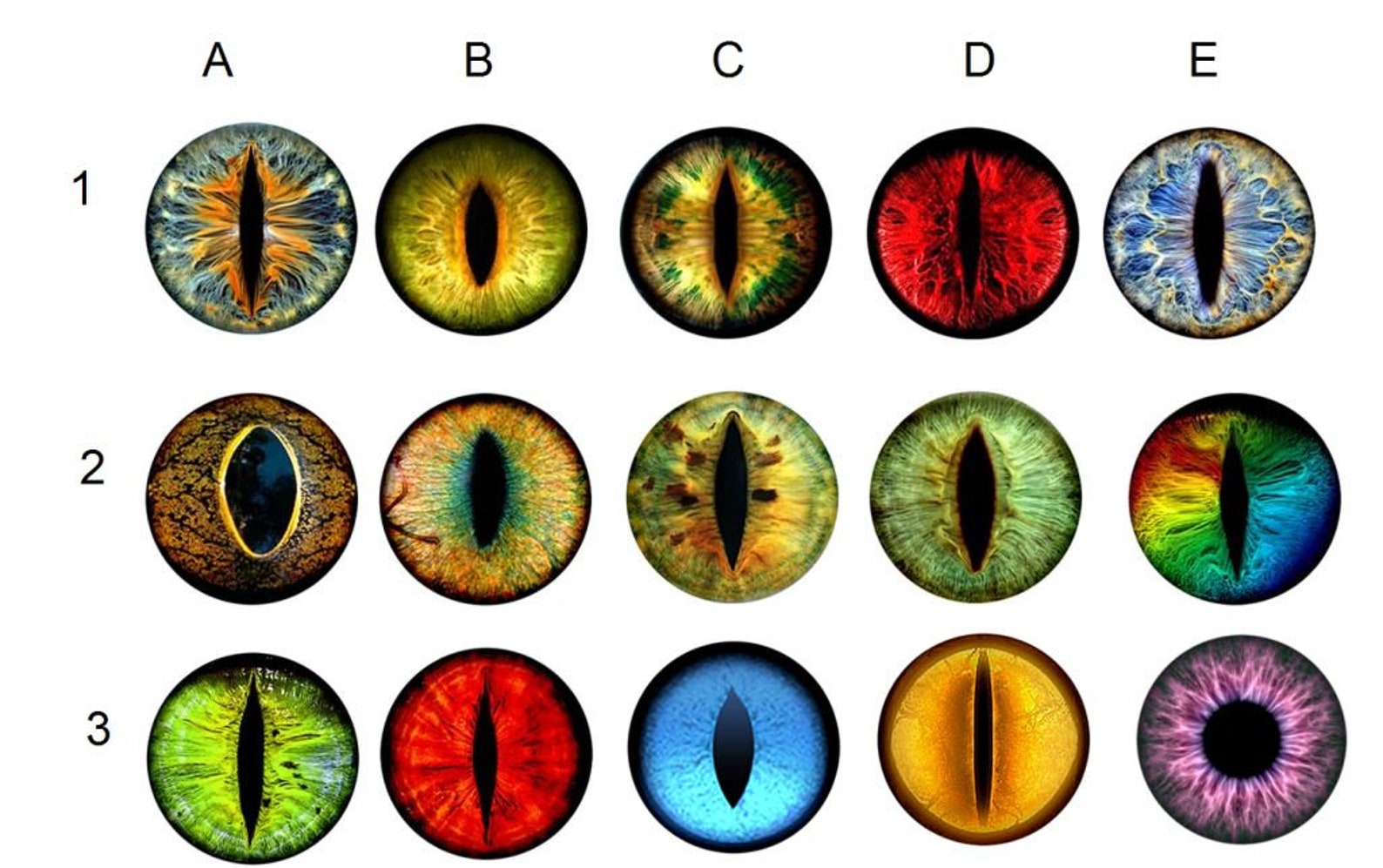 Evil Eye Snake Eye Dragon Eye Adjustable Black Leather | Etsy