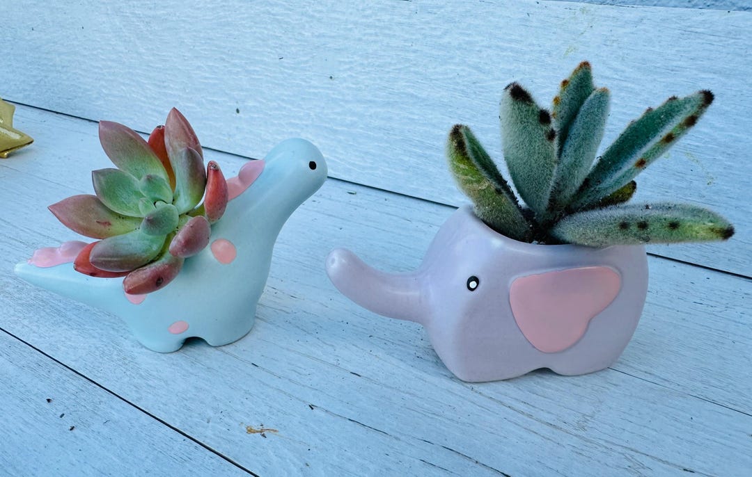 Dinosaur / Elephant Succulents. (sold Separately) - Etsy