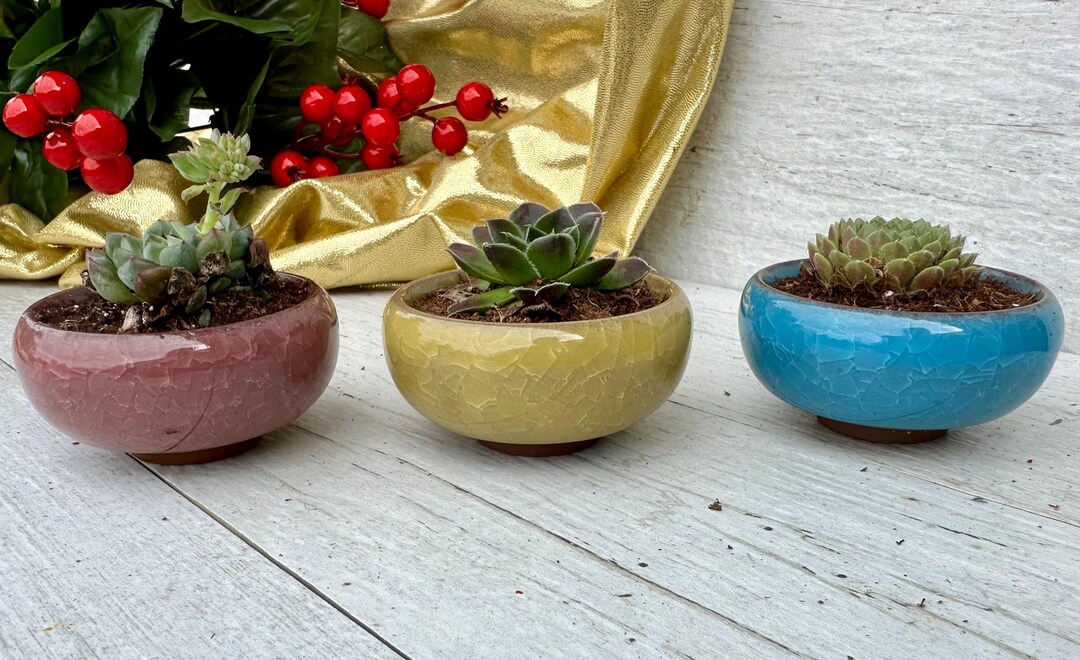 Mini Succulent Trio in Glazed Crackle Pots - Etsy