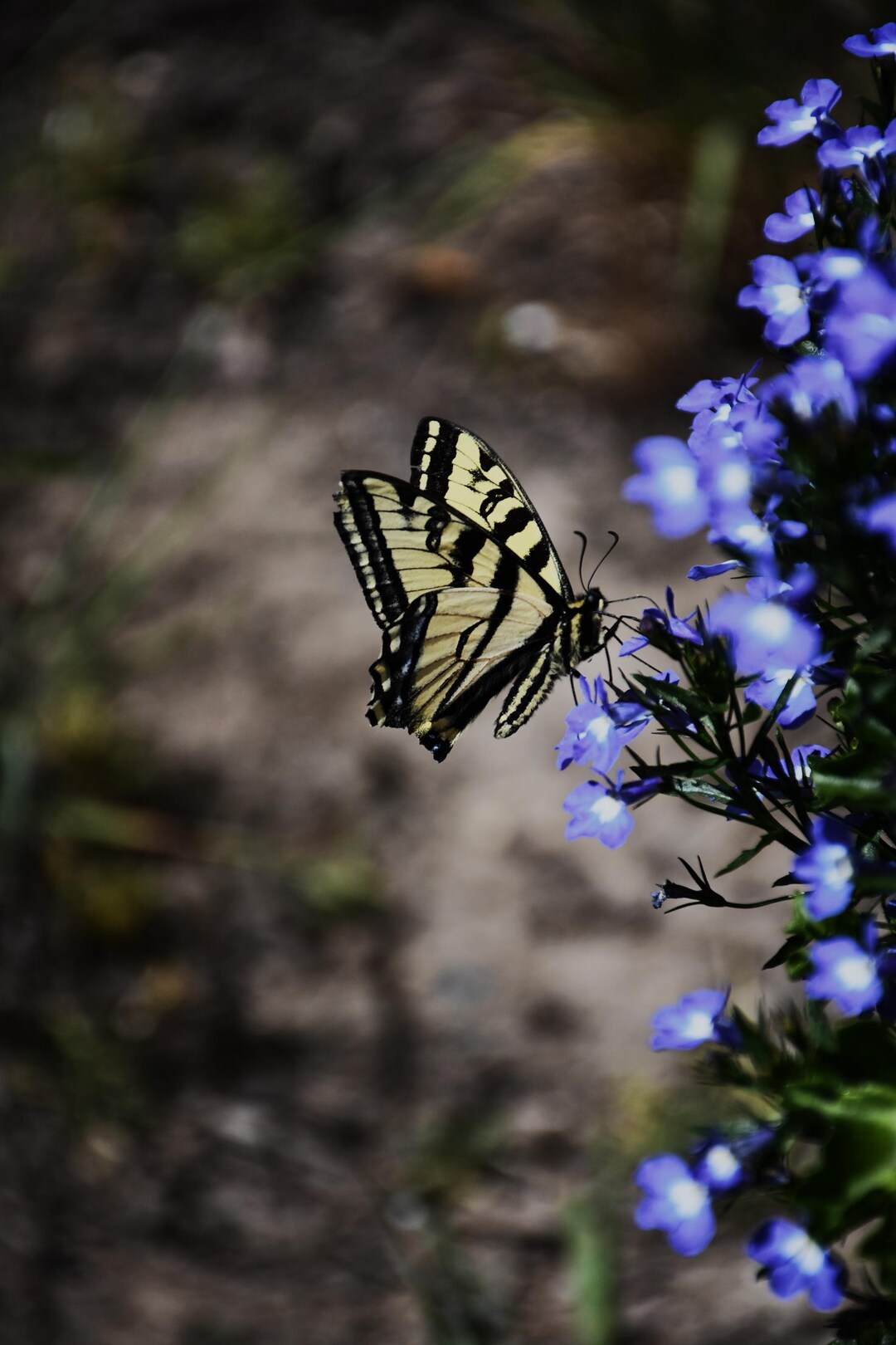 When Life Stands Still - Butterfly | Yellow Swallowtail, Flowers ...