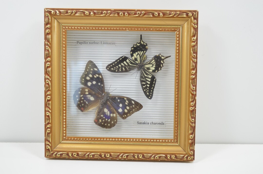Vintage Framed Butterflies Butterfly Taxidermy Real Butterflies Framed ...