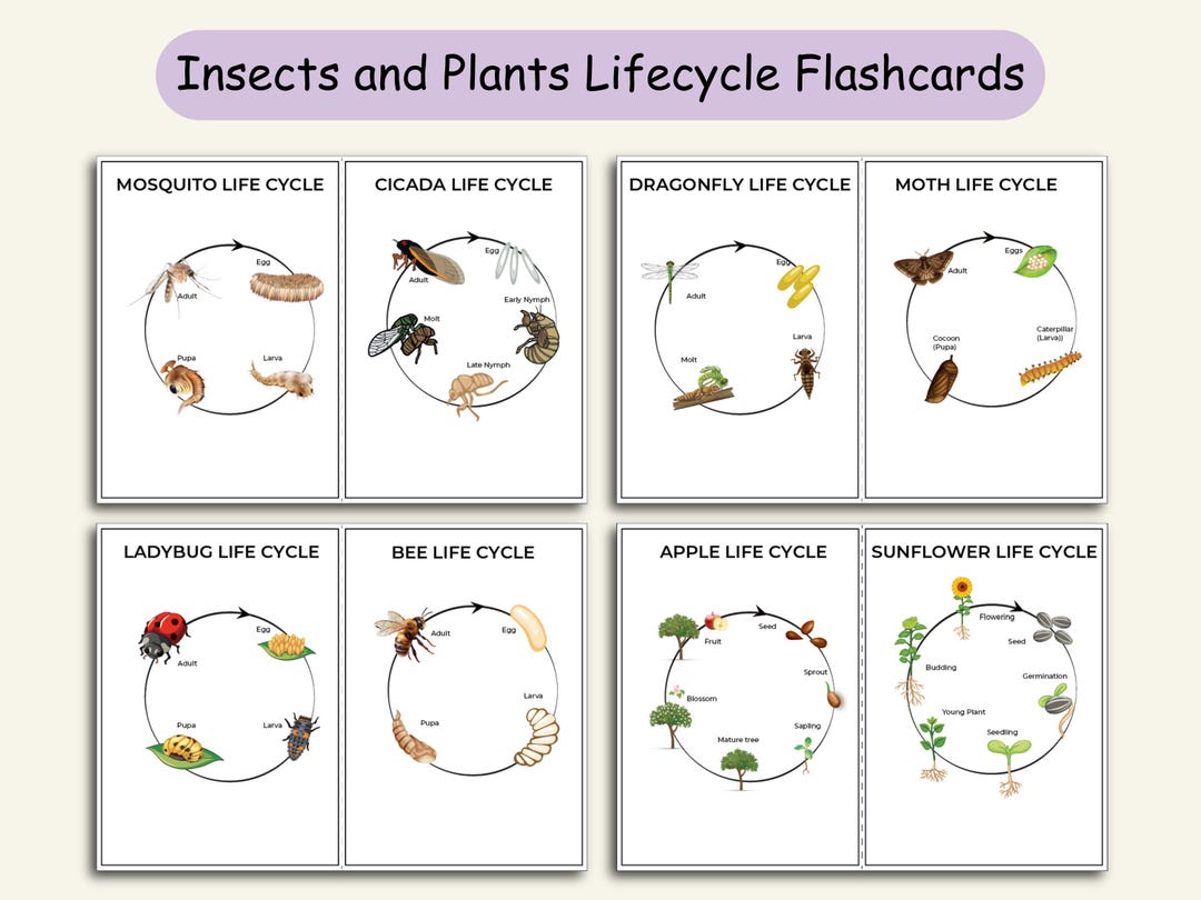 Insects and Plants Lifecycle Flashcards Bundle, Nature Science Study ...