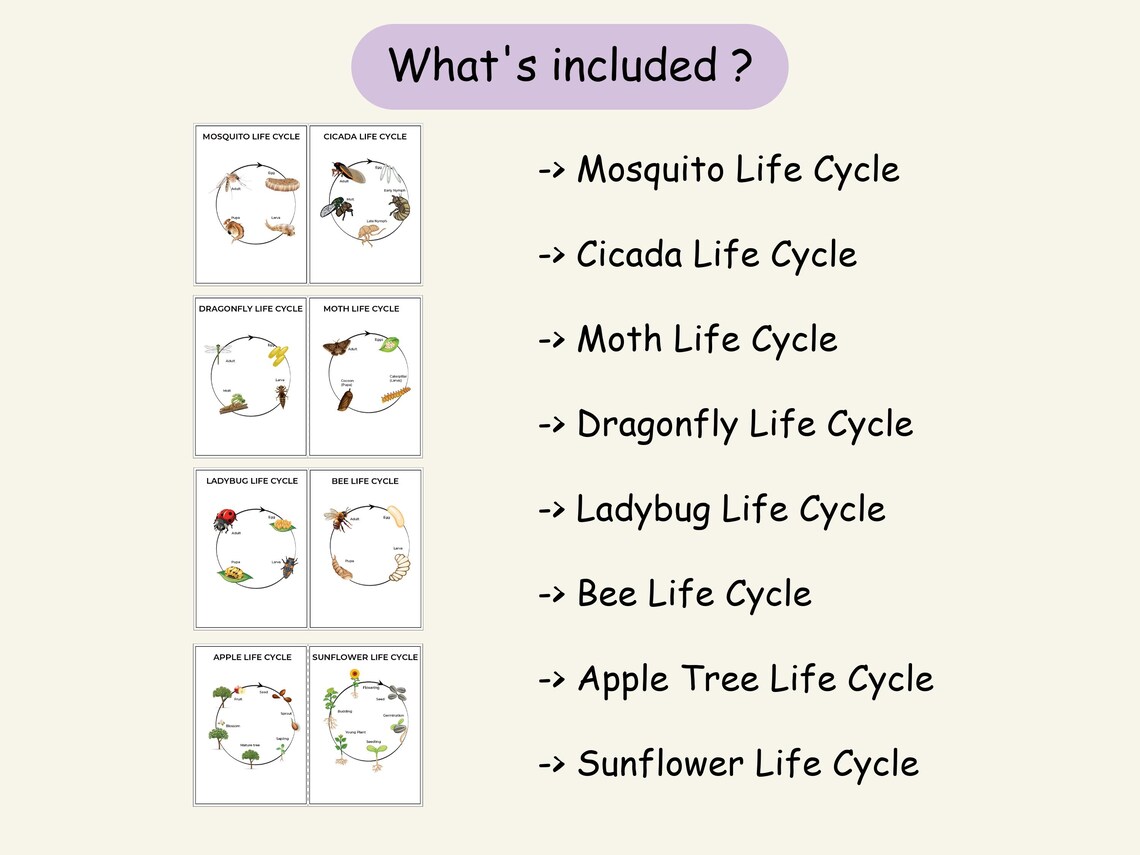 Insects and Plants Lifecycle Flashcards Bundle, Nature Science Study ...