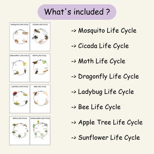 Insects and Plants Lifecycle Flashcards Bundle, Nature Science Study ...