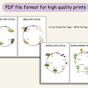 Insects and Plants Lifecycle Flashcards Bundle, Nature Science Study ...