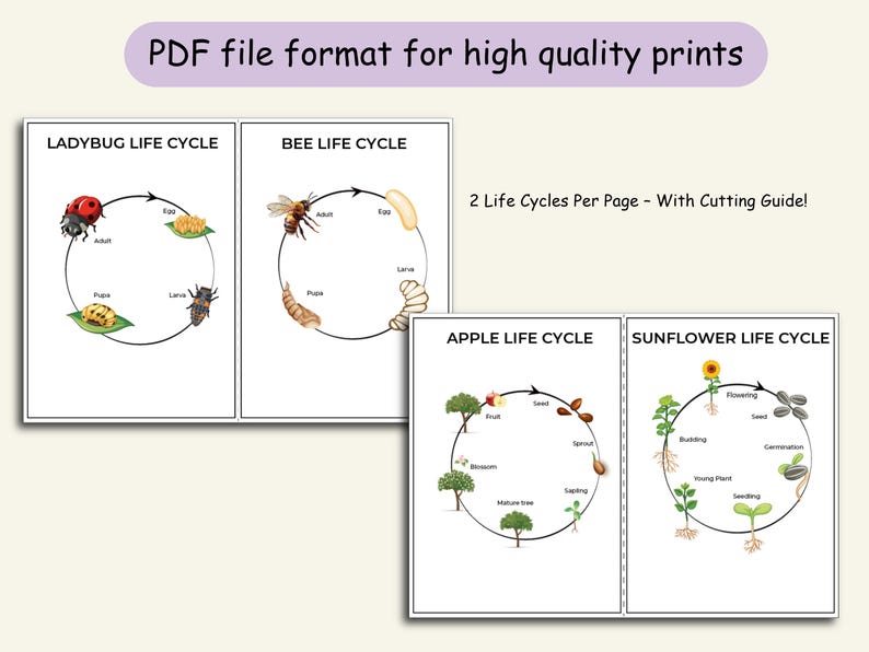 Insects and Plants Lifecycle Flashcards Bundle, Nature Science Study ...