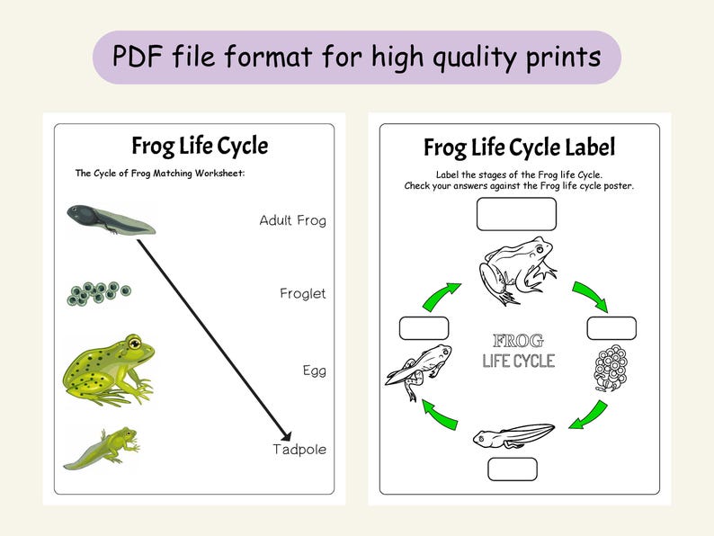 Frog Lifecycle, Science Worksheets for Kids, Homeschool Biology ...